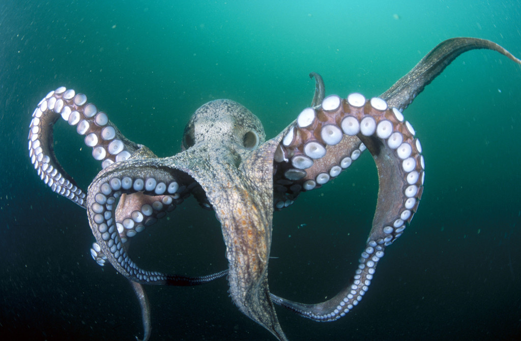 Klimaatverandering? Vinden inktvissen prachtig. 10 filmpjes om dit ...